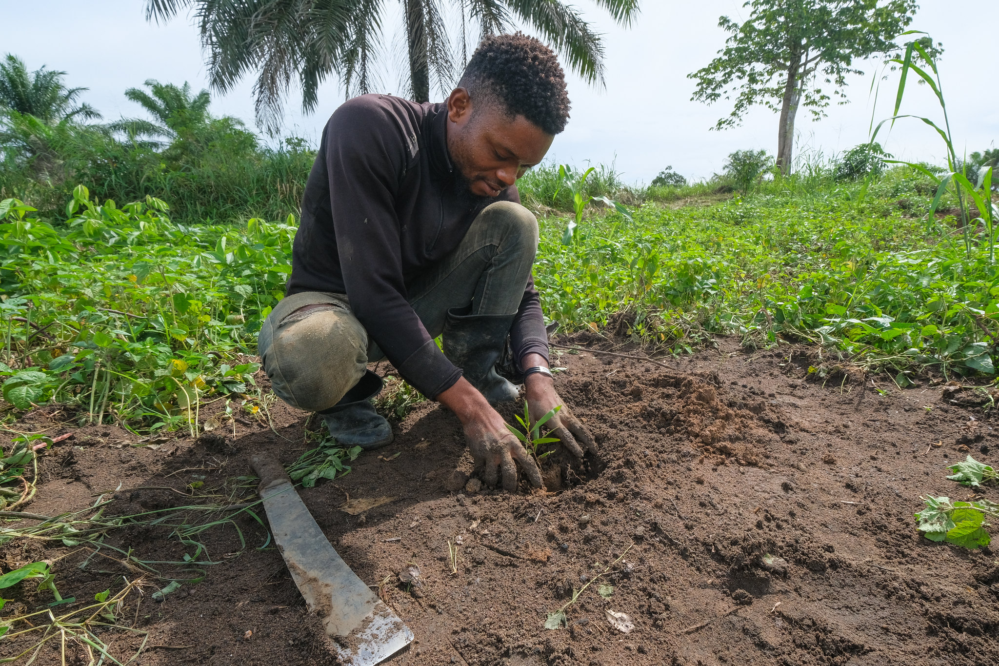 Les retombées du programme d’1 milliard d’arbres plantés en RD Congo