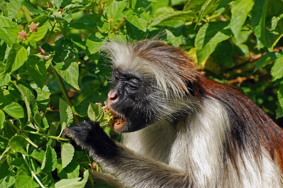 Investir pour préserver le colobe rouge et protéger les forêts ...