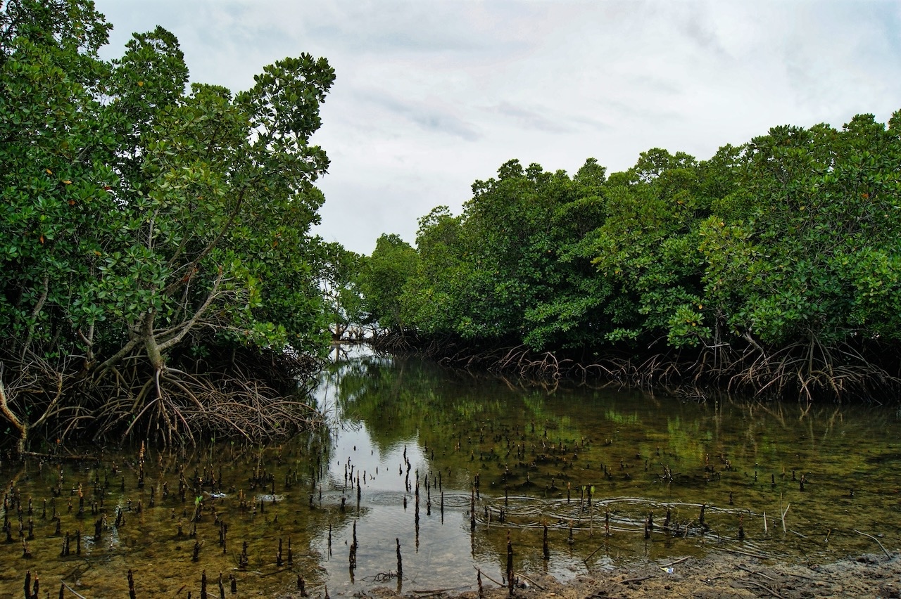 À Madagascar, les mangroves renaissent, d’après des données relevées ...