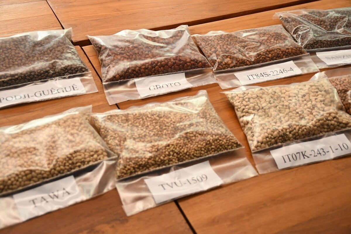 Le niébé, solution au changement climatique et à l’insécurité ...