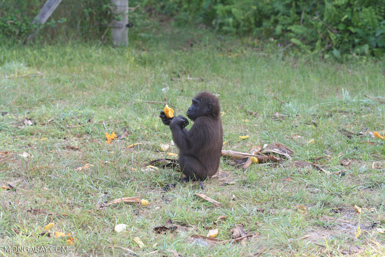Un modèle réussi de partenariat renforce la conservation de la faune ...