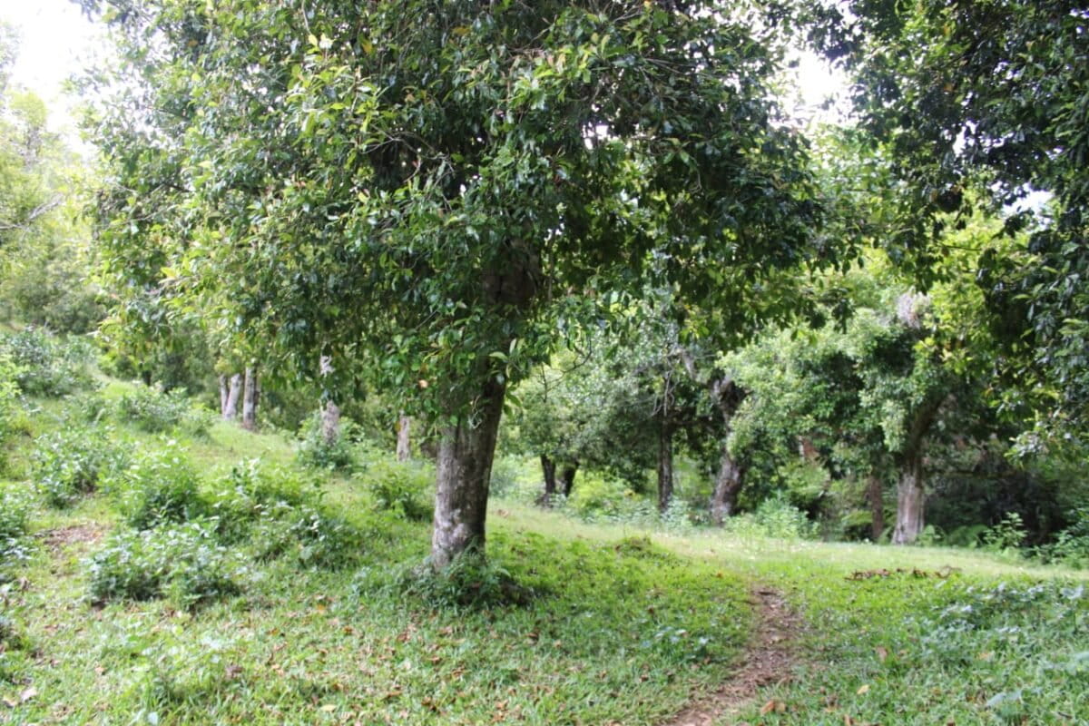 Pour une production durable du girofle sans la déforestation sur la ...