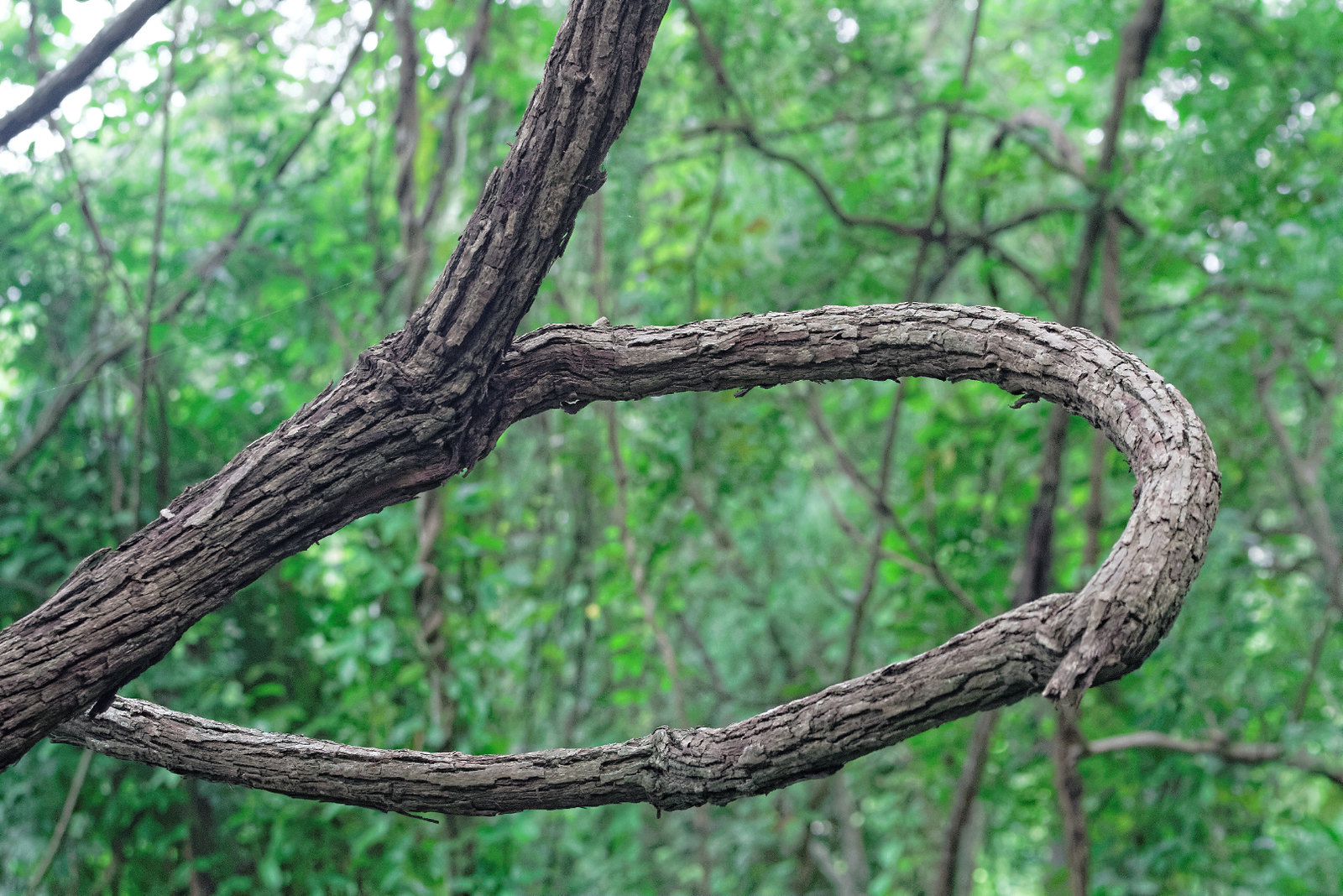 La prolifération du carbone occasionne l’abondance des lianes dans ...