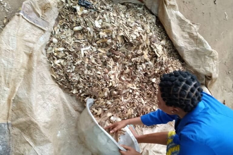 Des épluchures de manioc à la production de l'énergie de cuisson