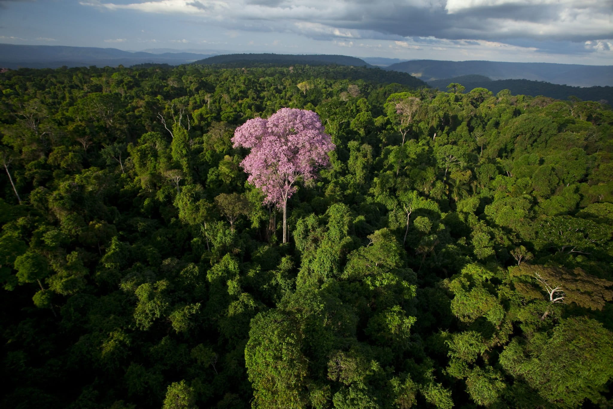 Plataforma apresenta dados inéditos sobre a biodiversidade brasileira ...