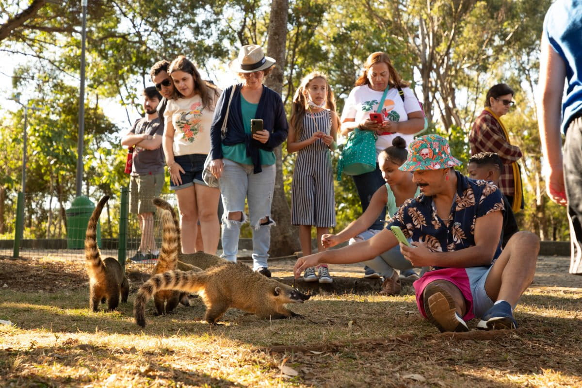 Alimentar animais silvestres é uma péssima ideia: o caso dos quatis de BH