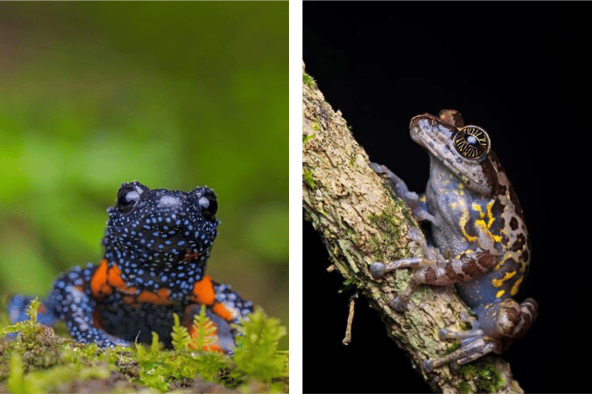 40% dos anfíbios no mundo estão ameaçados de extinção; 200 espécies no ...