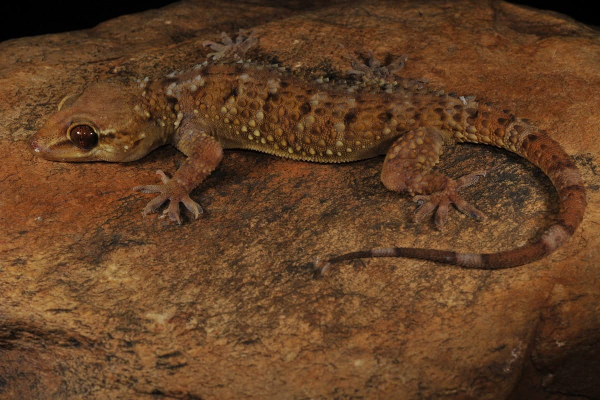 The Eastern Ghats yield two new species of large geckos