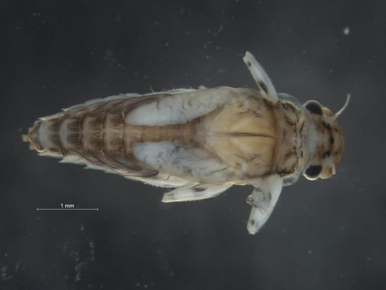 New mayfly find in Meghalaya signifies good river health