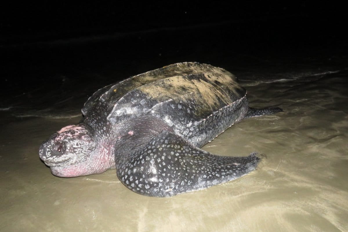 The first official record of animal diversity of the Great Nicobar