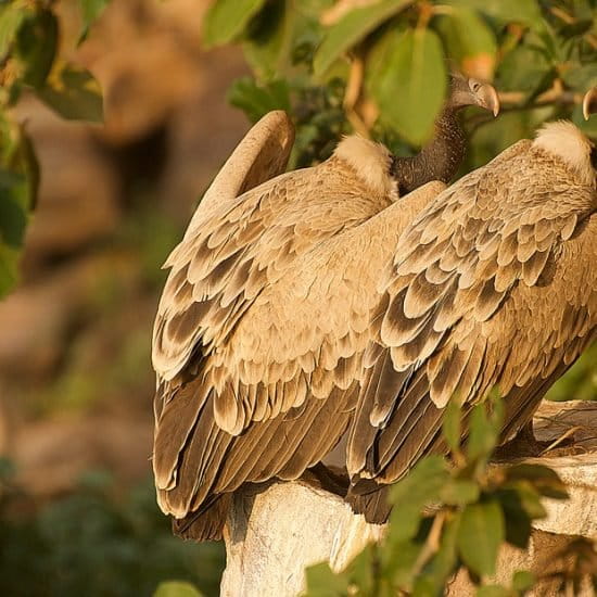 Prerna Singh Bindra Archives - Mongabay-India