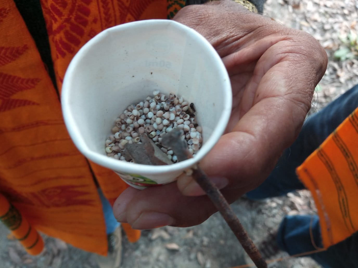 Assam's muga silkworm battles climate change