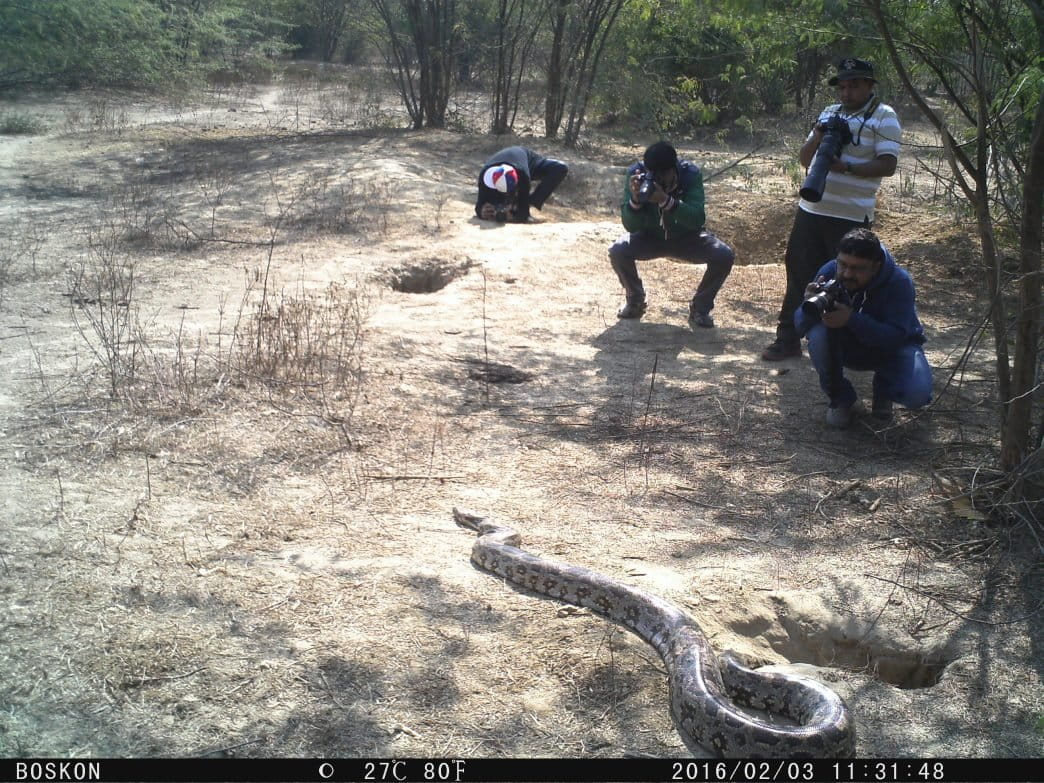 Basking blues: intruding tourists disrupt basking in the Indian rock python
