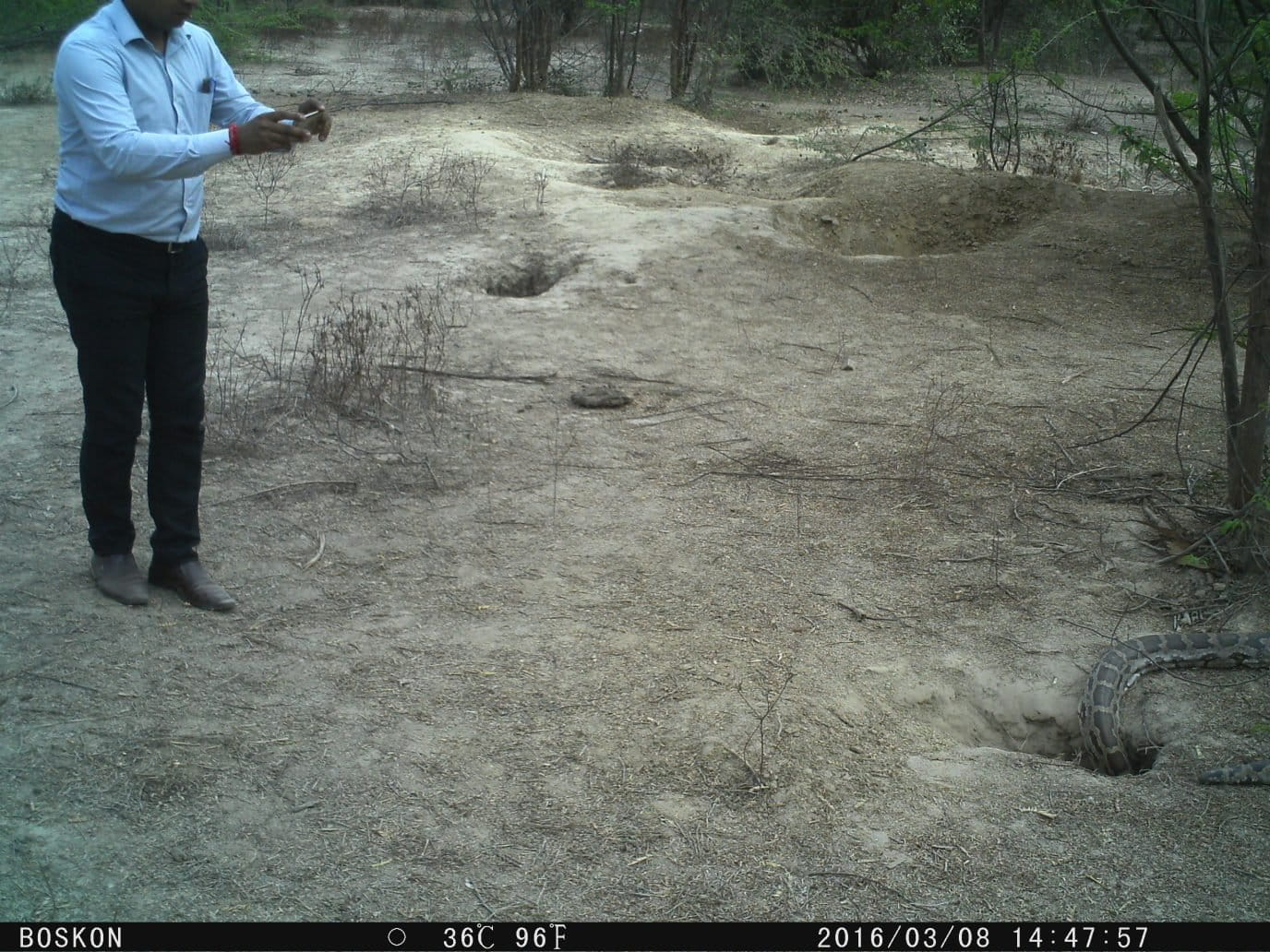 Basking blues: intruding tourists disrupt basking in the Indian rock python