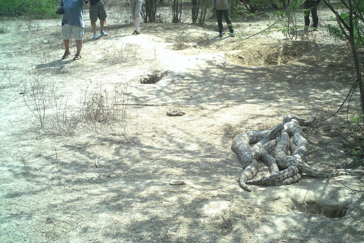 Basking blues: intruding tourists disrupt basking in the Indian rock python