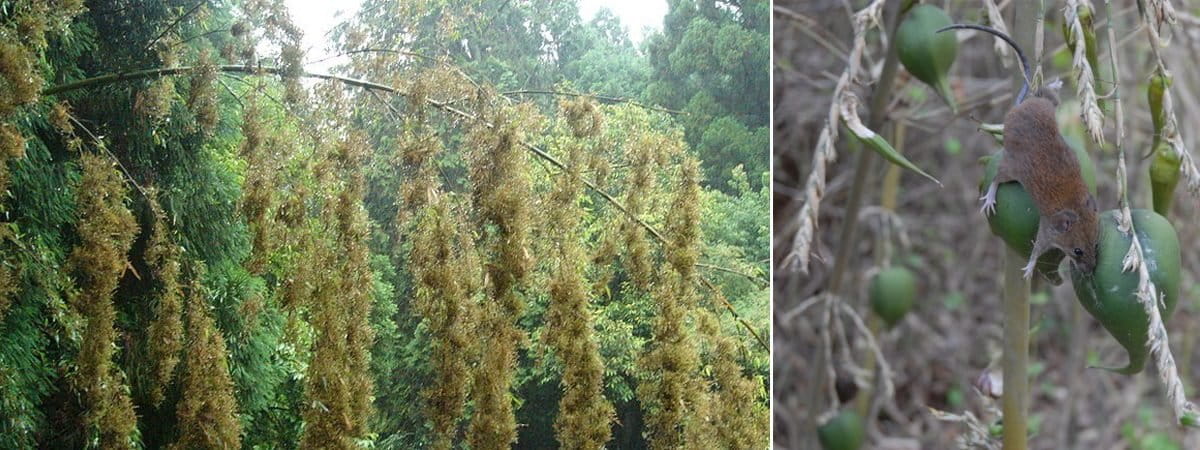 Bamboo blooms in Odisha sanctuary, but rat boom and crop damage need ...