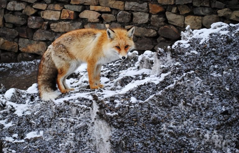 Dumpster diving red foxes and fast food eating macaques