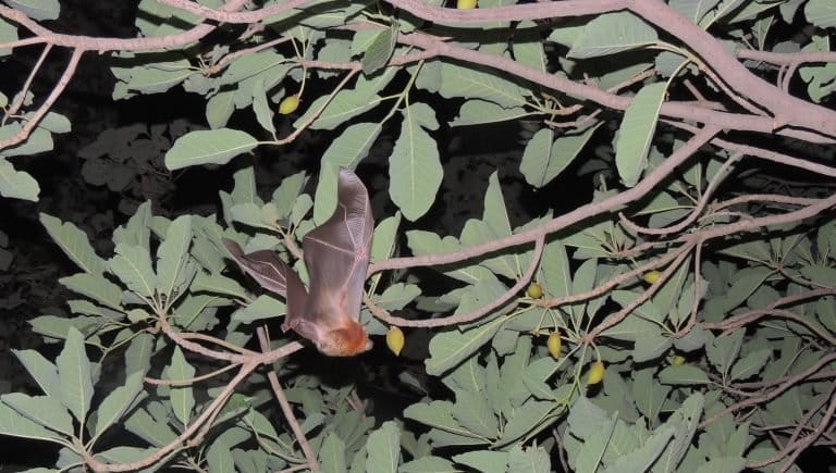 Heaven is where there are Mahua trees – and their bat friends