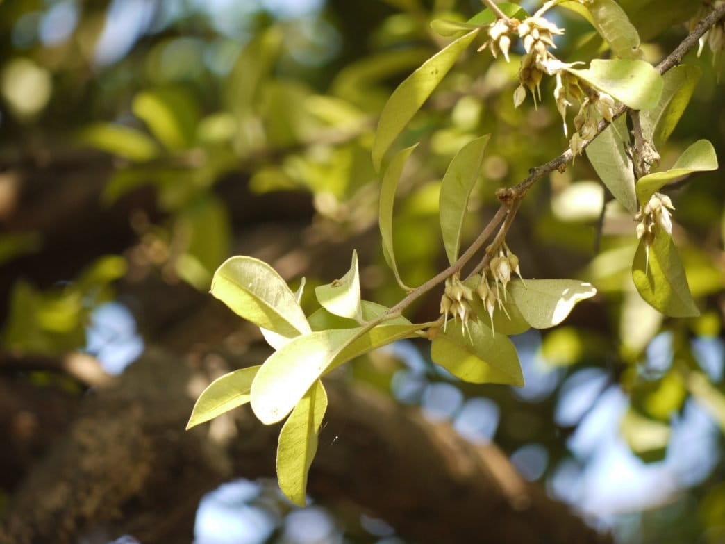 Heaven is where there are Mahua trees – and their bat friends