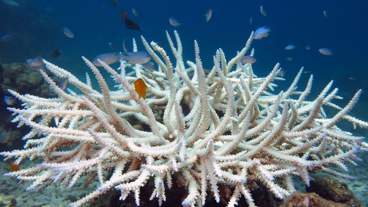 Fish In Lakshadweep Tweak Feeding Habits To Deal With Coral Bleaching Fish In Lakshadweep Tweak Feeding Habits To Deal With Coral Bleaching