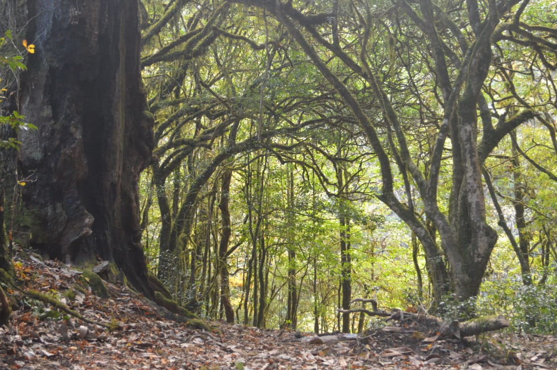 Two conservation communities from northeast India win biodiversity awards