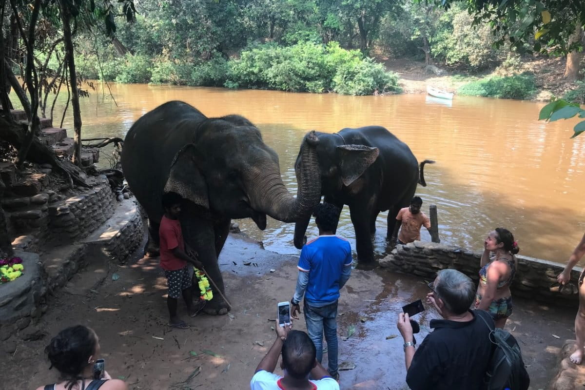 Gentle giants suffer for tourists in Goa