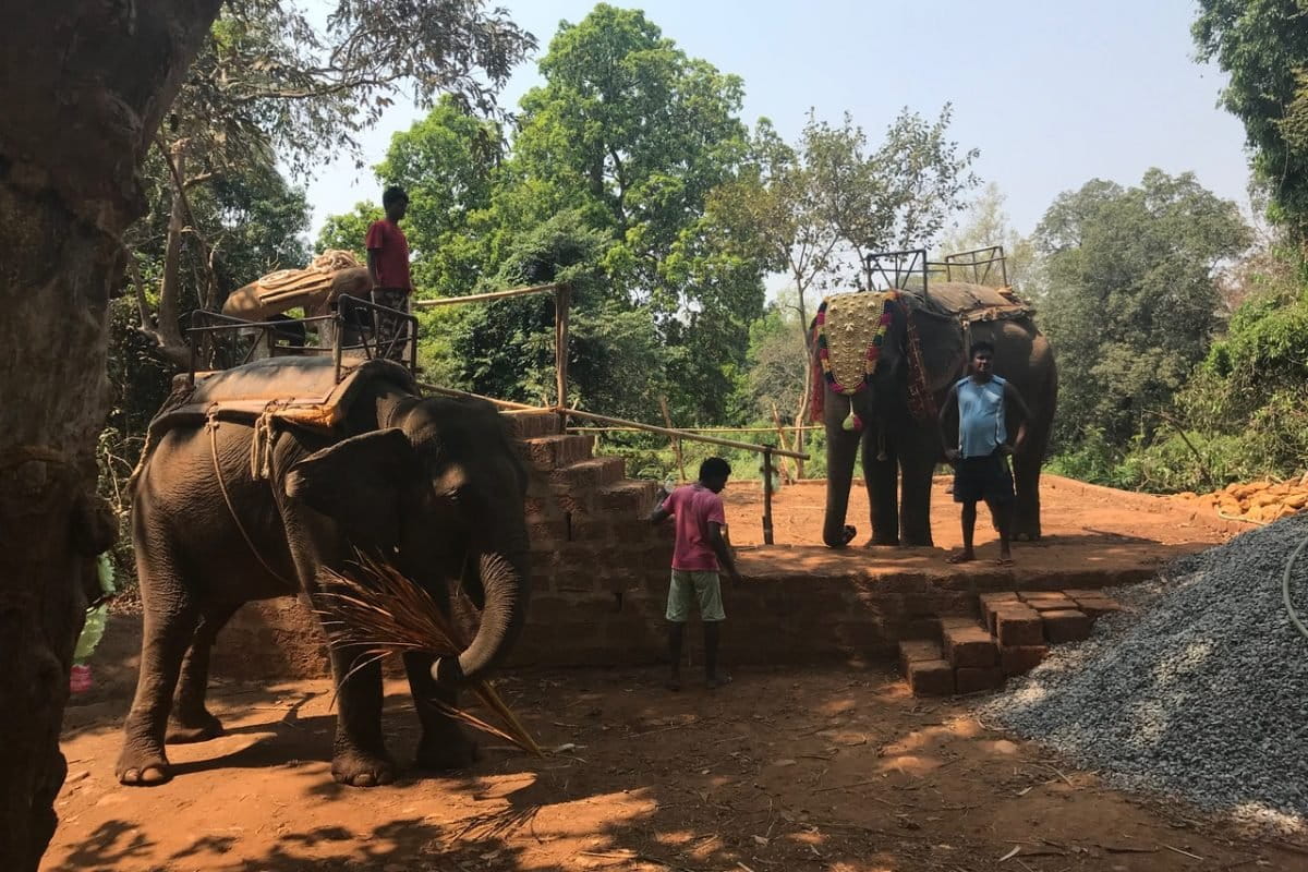 Gentle giants suffer for tourists in Goa