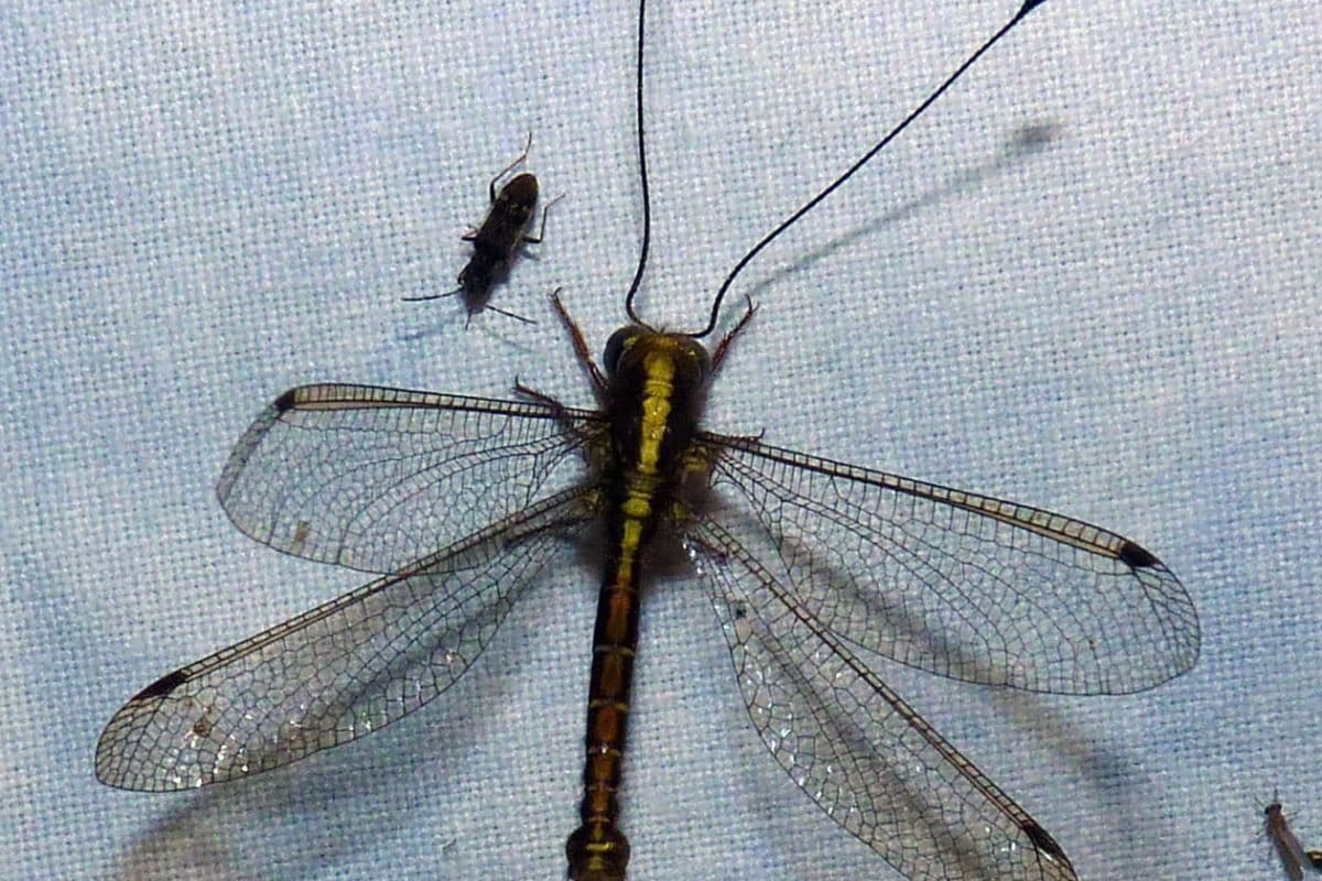 Netwinged insects: The invisible caretakers of forests