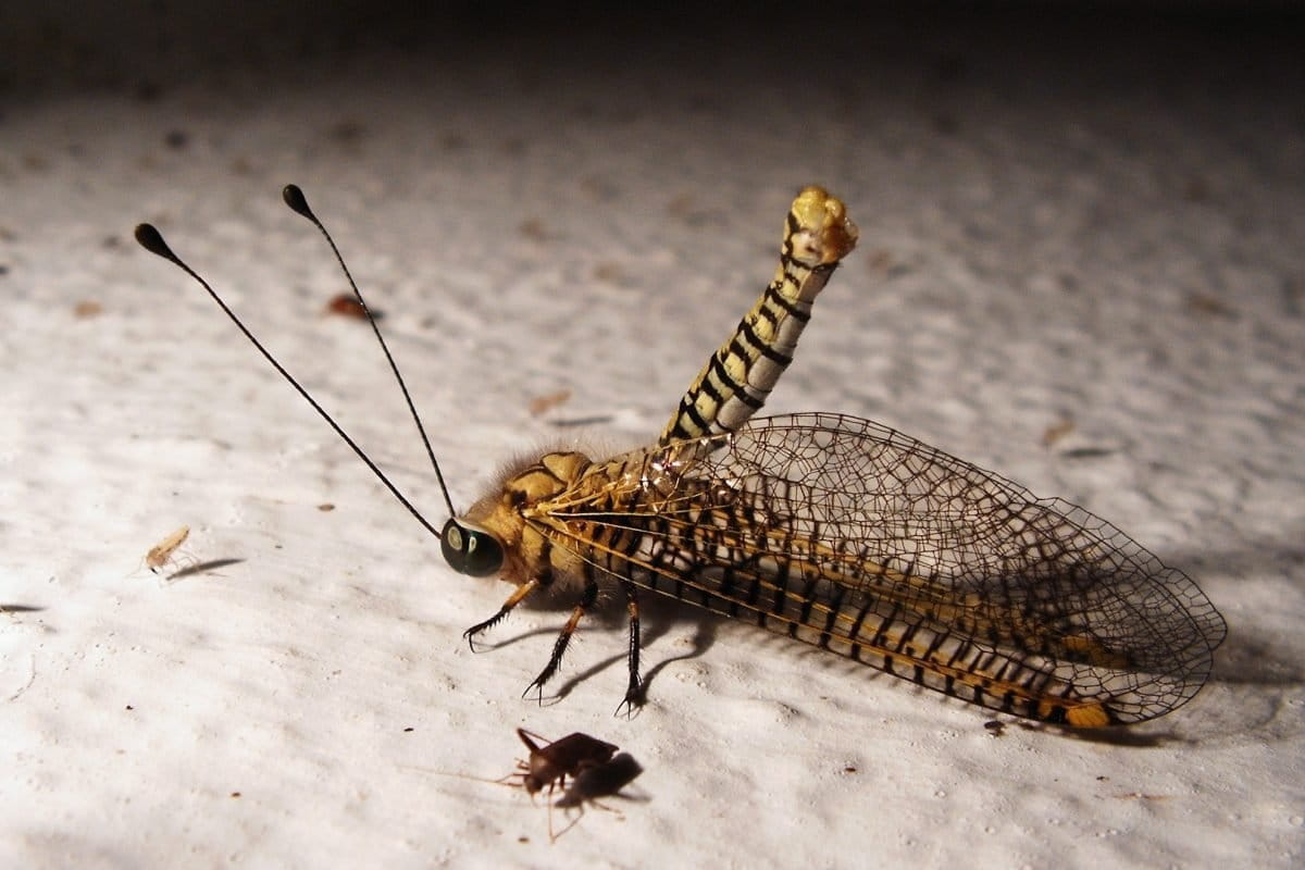 Netwinged insects: The invisible caretakers of forests