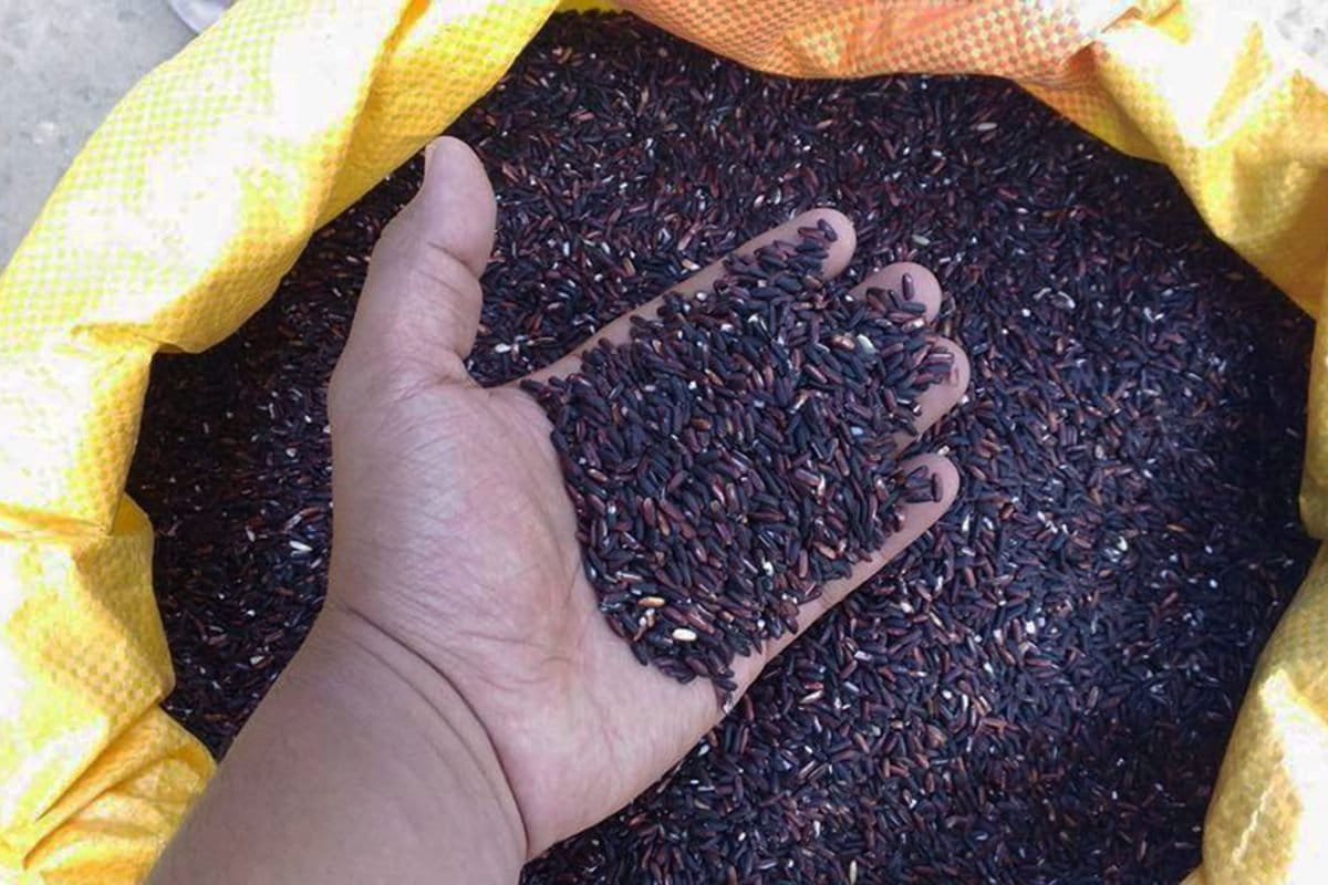 Youth drive revival of traditional rice varieties in West Bengal