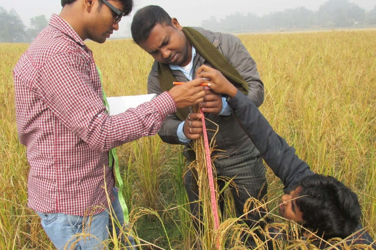 Youth drive revival of traditional rice varieties in West Bengal
