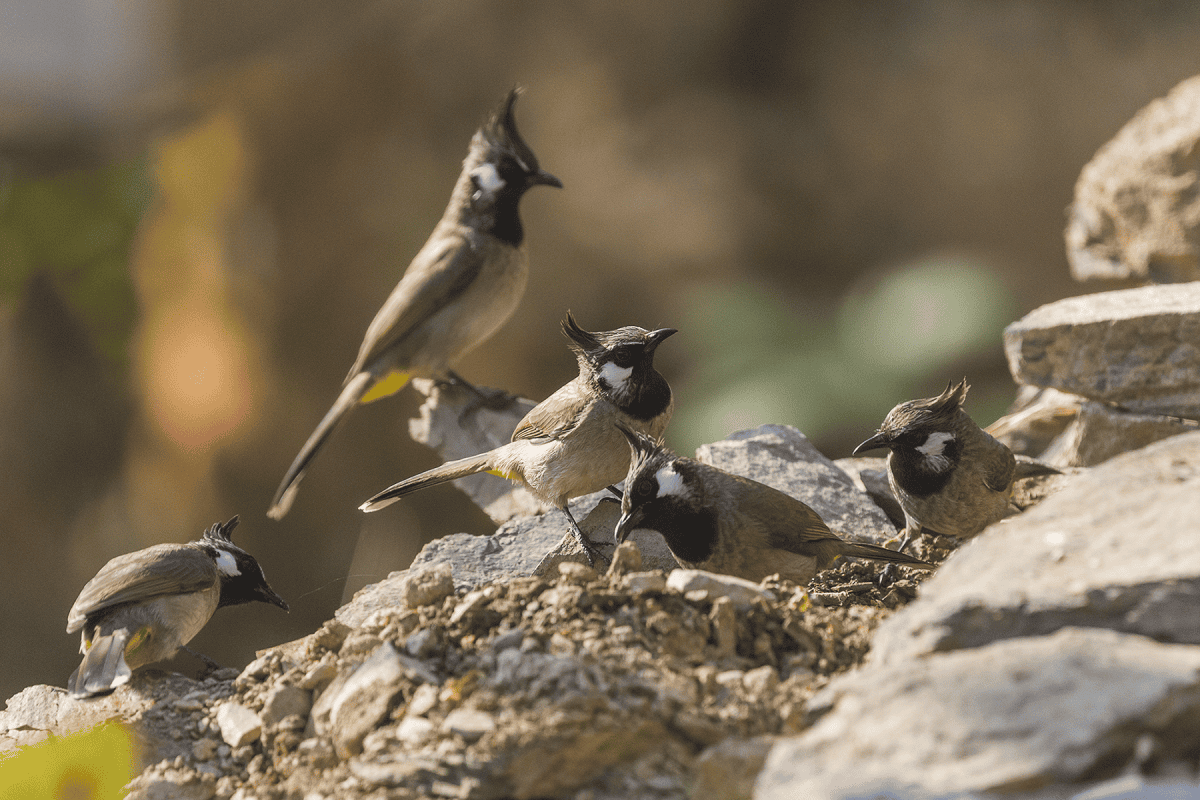 Himalayan birds throng agricultural lands in winter, but many breed in ...