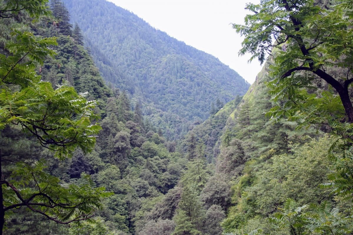 Himalayan birds throng agricultural lands in winter, but many breed in ...
