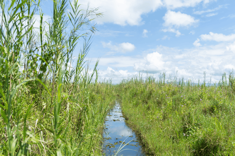Seeking a second home for Manipur’s dancing deer