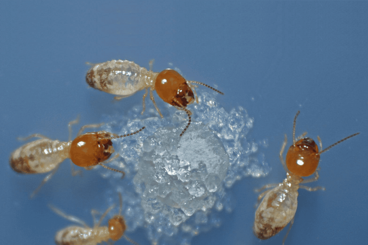 Farmer termites bury invaders alive to protect fungus farms