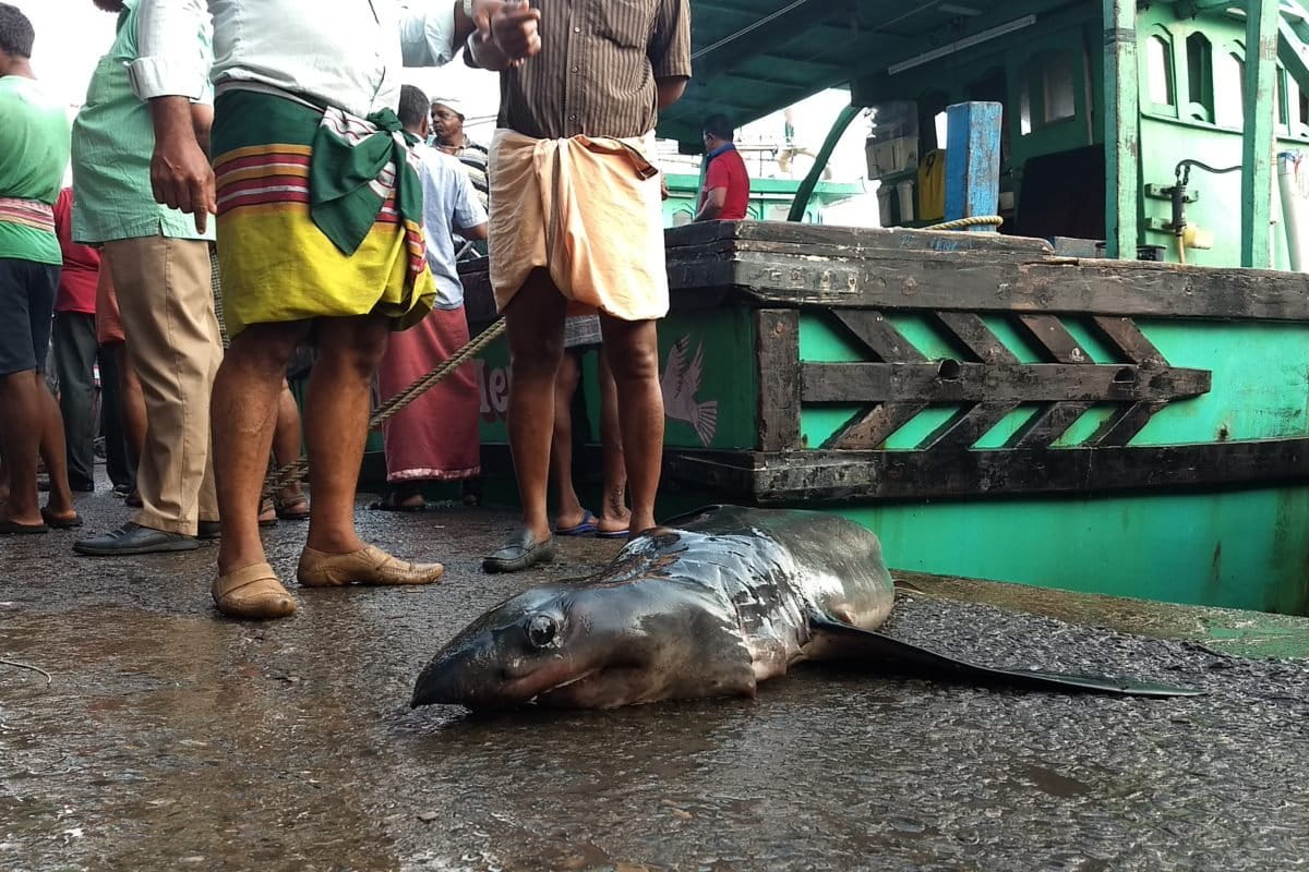 India's sharks and rays: an ancient species on the brink of extinction