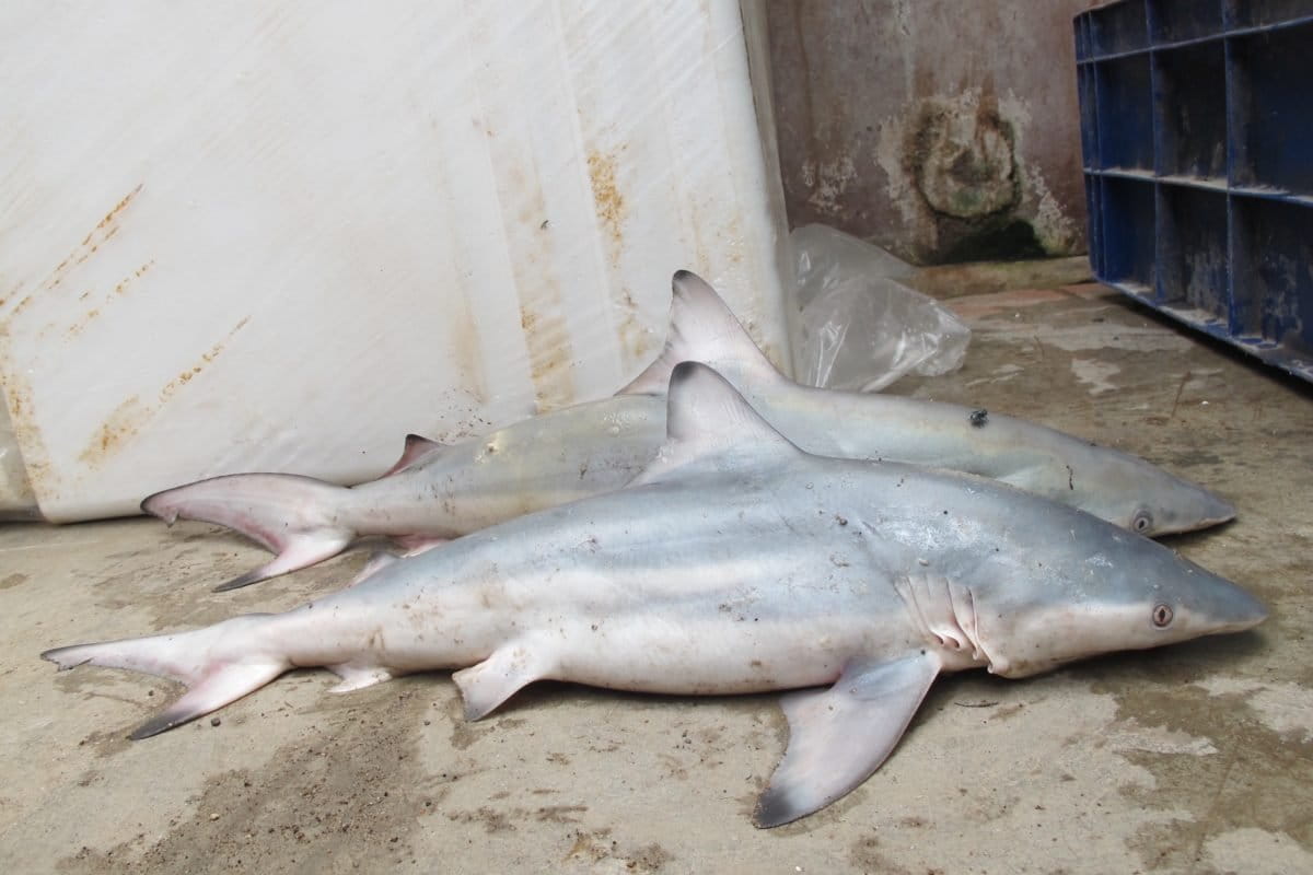 India's sharks and rays: an ancient species on the brink of extinction