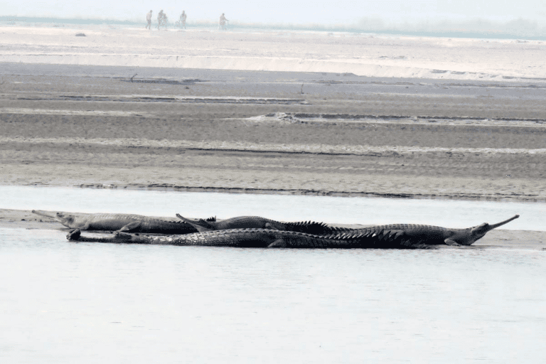 Gharials of Gandak: A population back from the brink faces development ...