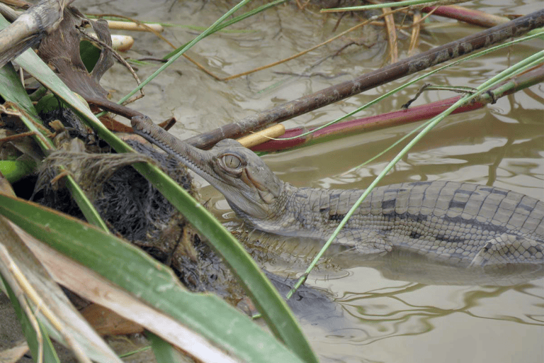 Gharials of Gandak: A population back from the brink faces development ...
