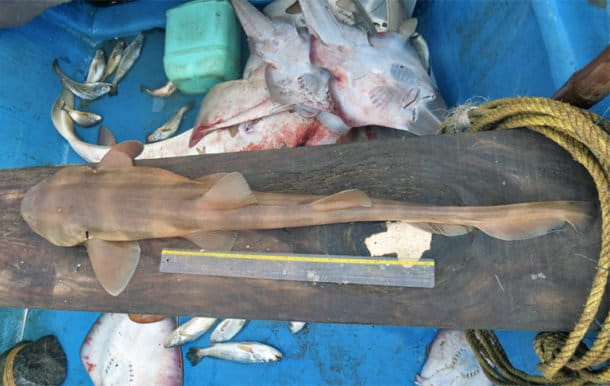 A new species of shark from studying fish by-catch