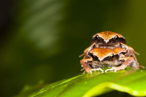 A ‘mysterious’ new frog species with hidden spots and an insect-like call