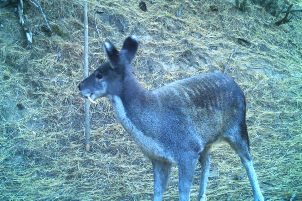 Male Musk Deer