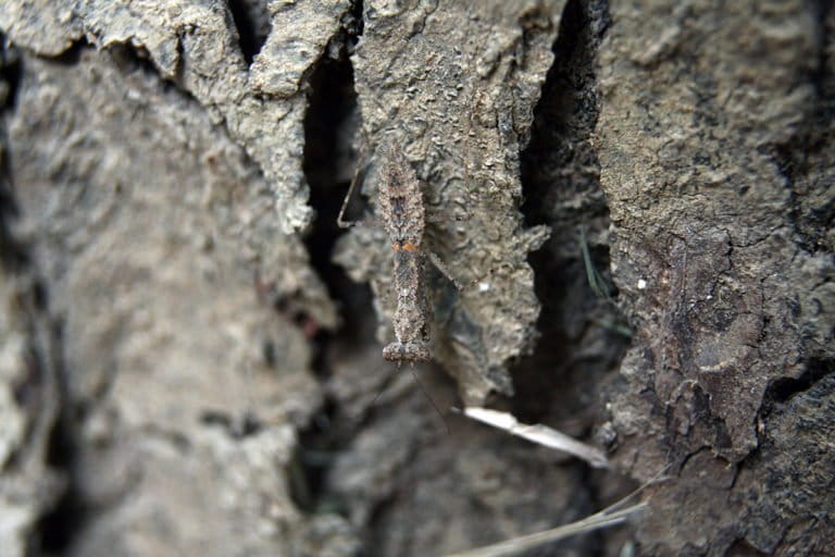 City-dwelling insects use camouflage as a defence mechanism