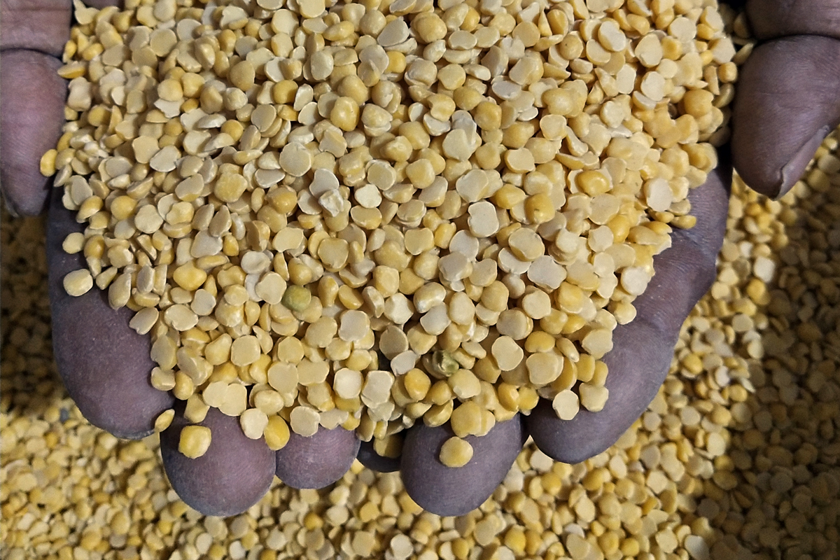 Khesari Dal: కందిపప్పులానే ఉంటుంది.. తిన్నారంటే శరీరం చచ్చుబడిపోతుంది ...