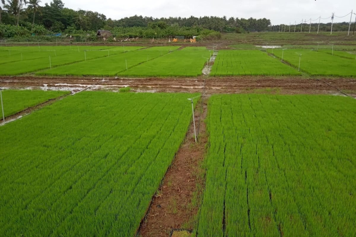 Collective farming in Goa as a tool against land conversion