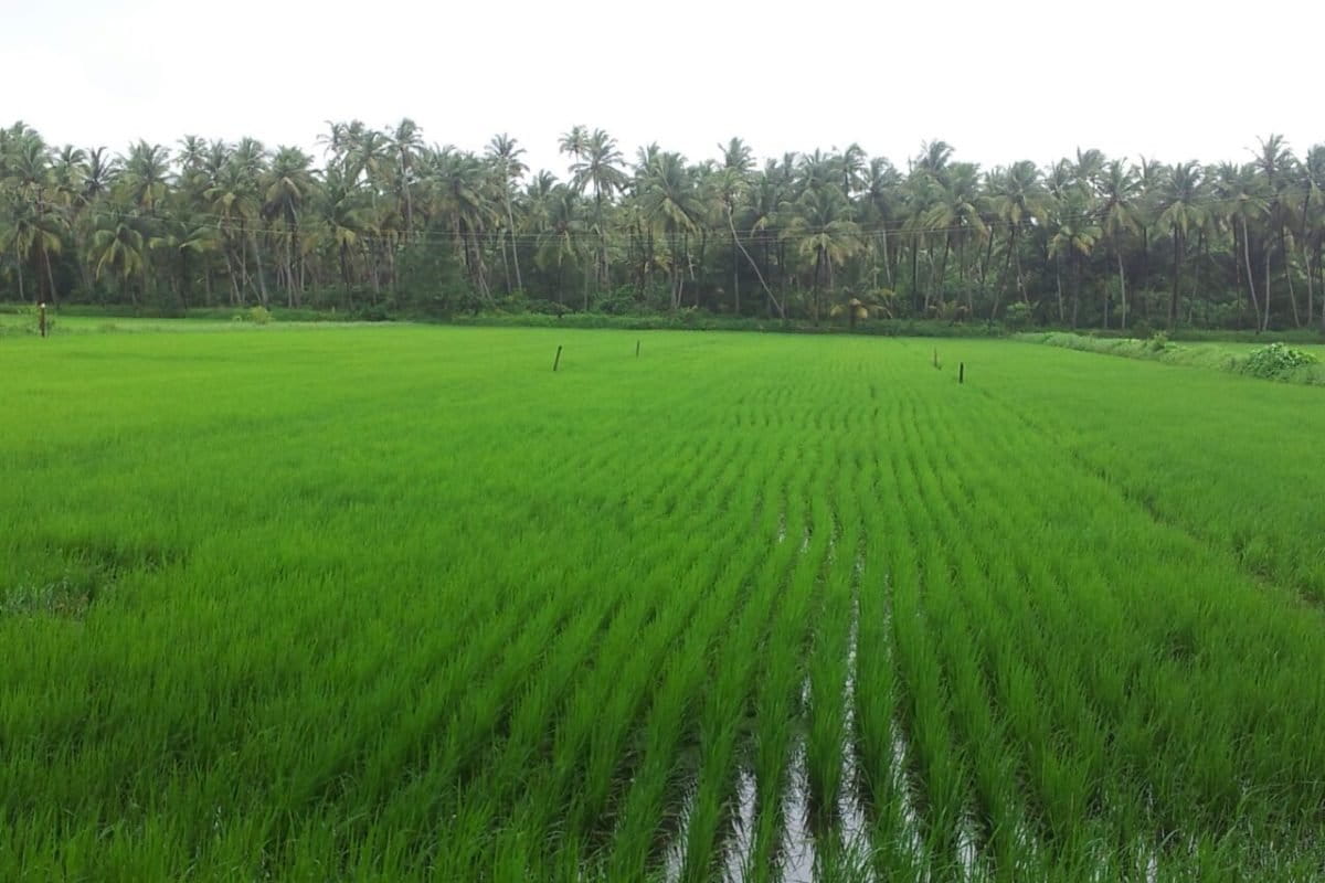 Collective farming in Goa as a tool against land conversion