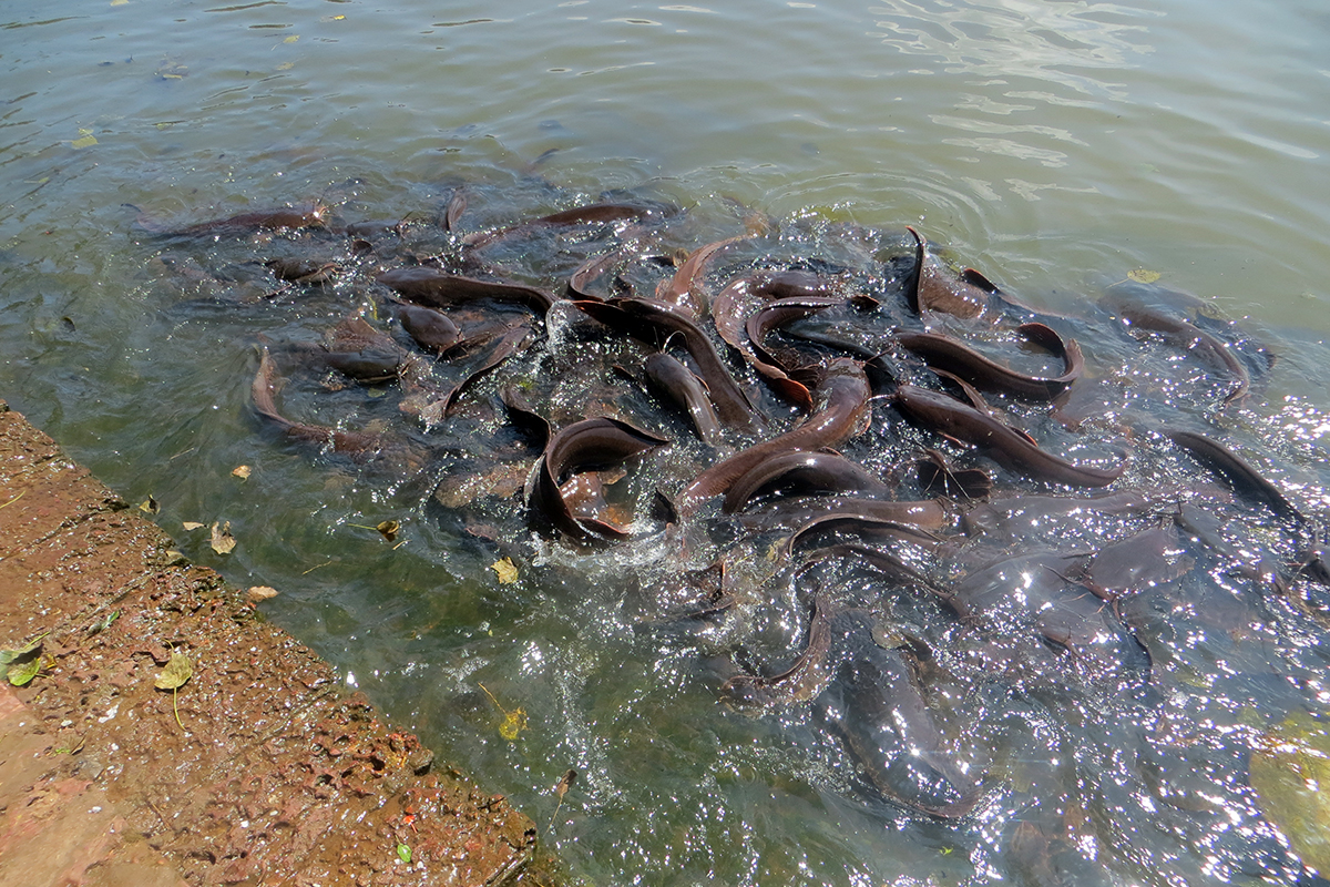 Enormous alien fish spotted in Kerala's rivers after the 2018 floods