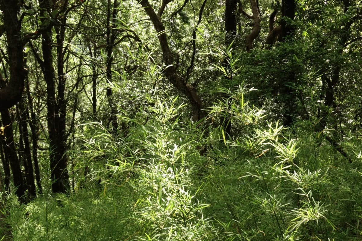 Insect-eating bird population drops in heavily extracted Himalayan oak ...