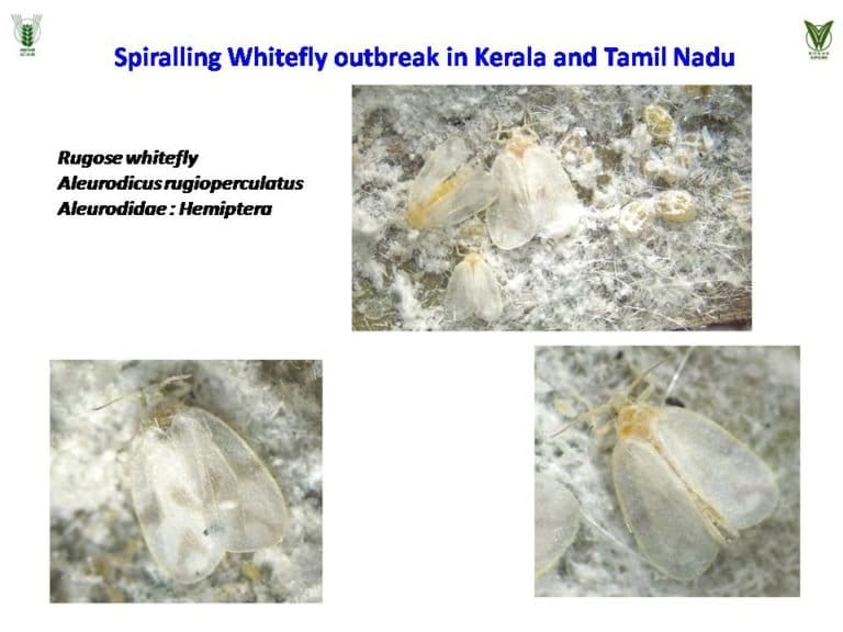 Invasive whiteflies on coconut palms raise biosecurity concerns