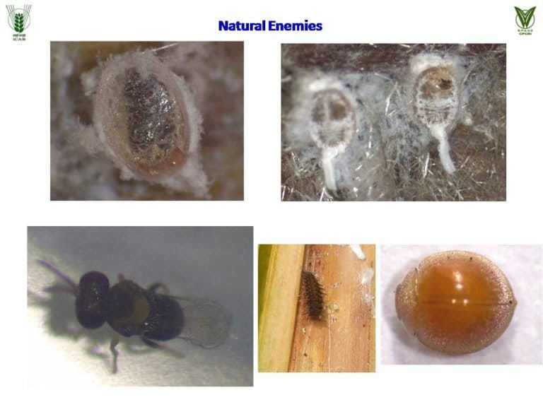 Invasive whiteflies on coconut palms raise biosecurity concerns